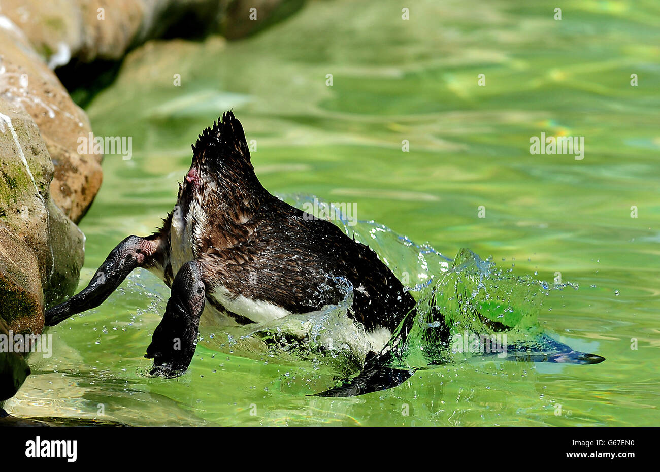 Penguin pool enclosure hi-res stock photography and images - Alamy