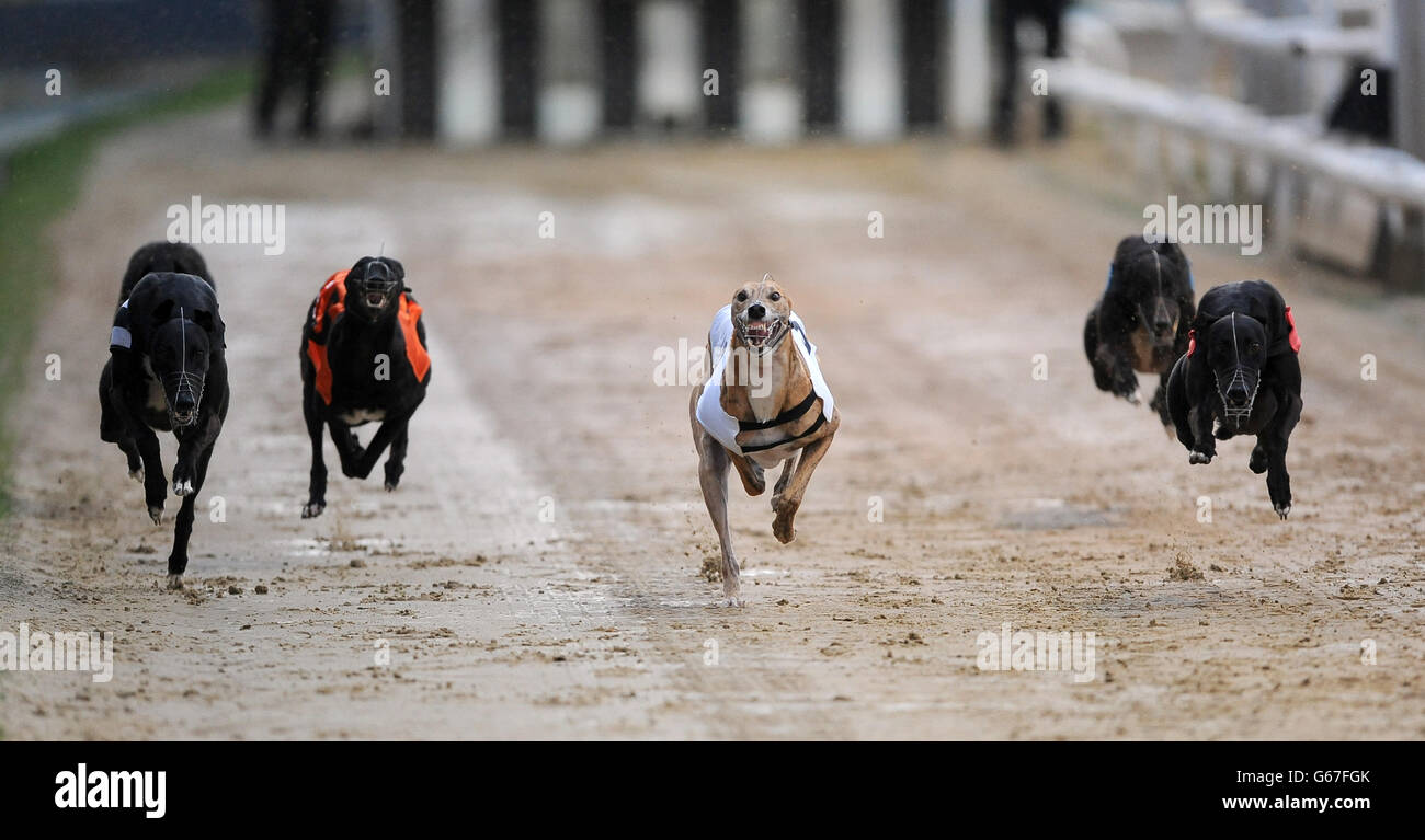 Greyhound racing william hill derby finals wimbledon stadium hi-res ...