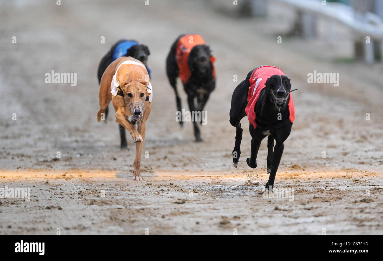 Greyhound Racing - William Hill Derby - Quarter Finals - Wimbledon ...