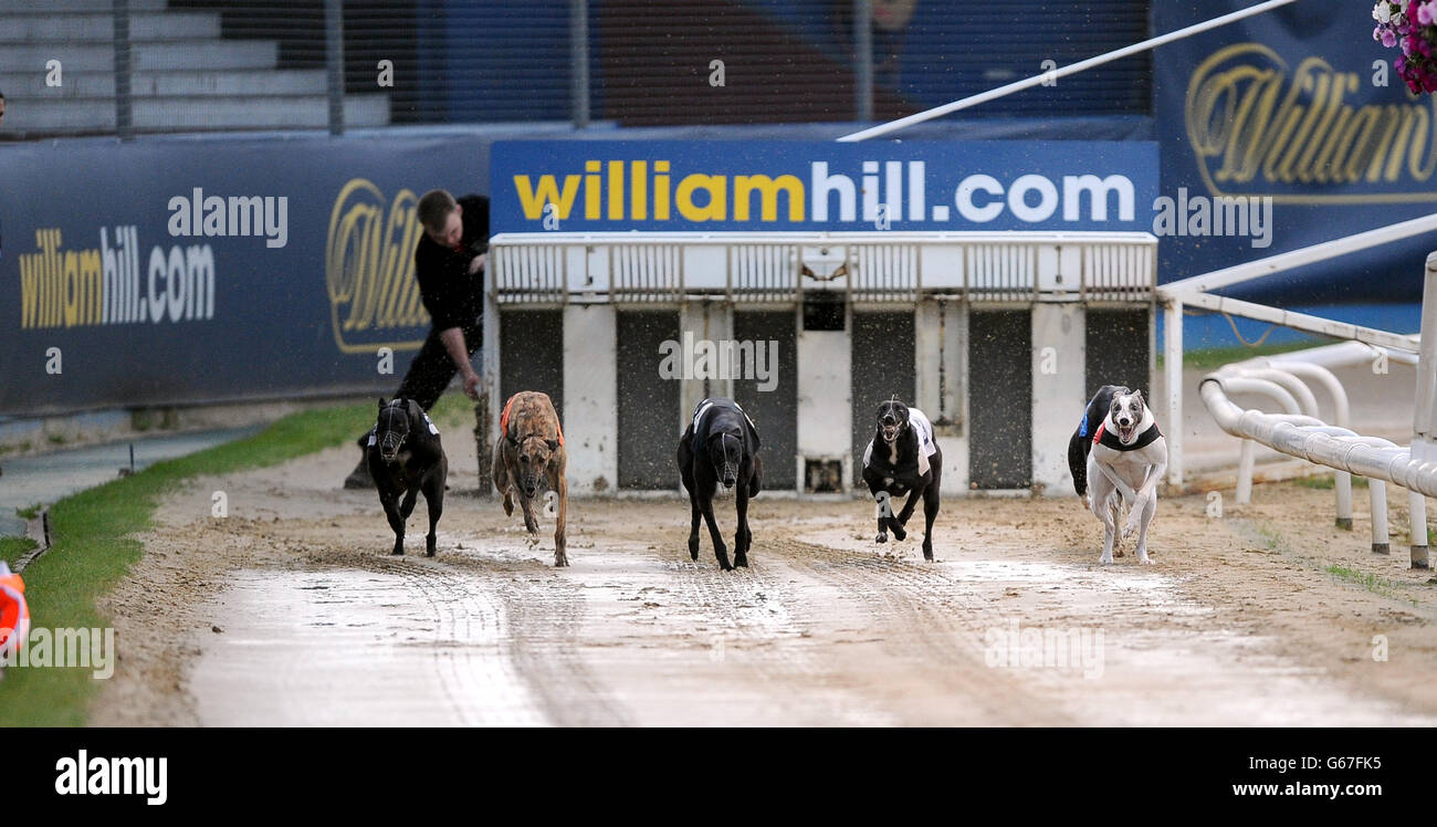 Greyhound Racing - William Hill Derby - Quarter Finals - Wimbledon ...