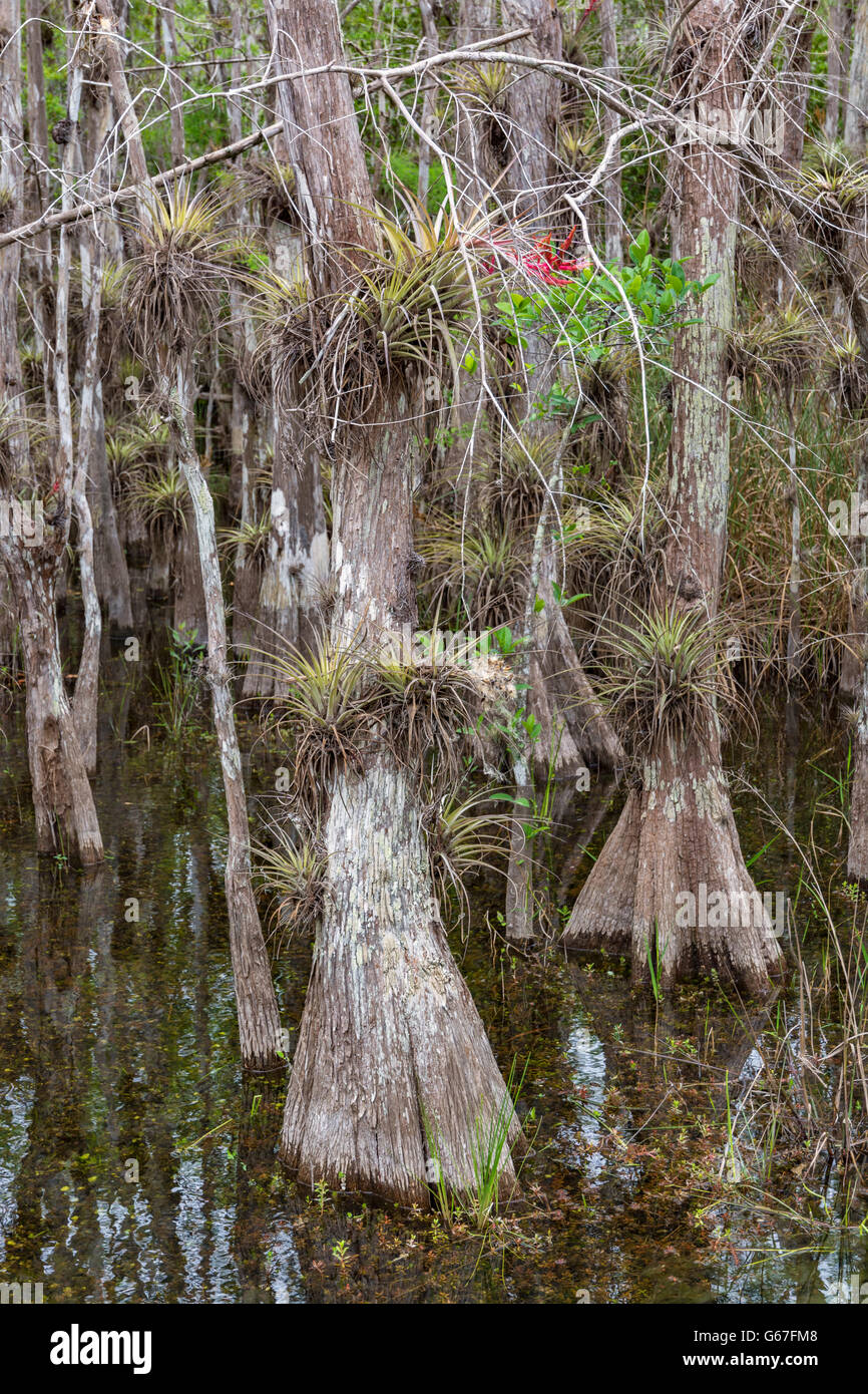 Florida, Big Cypress National Preserve, Loop Road, cypress tree strand ...
