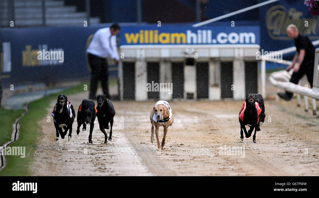 Greyhound Racing - William Hill Derby - Quarter Finals - Wimbledon ...