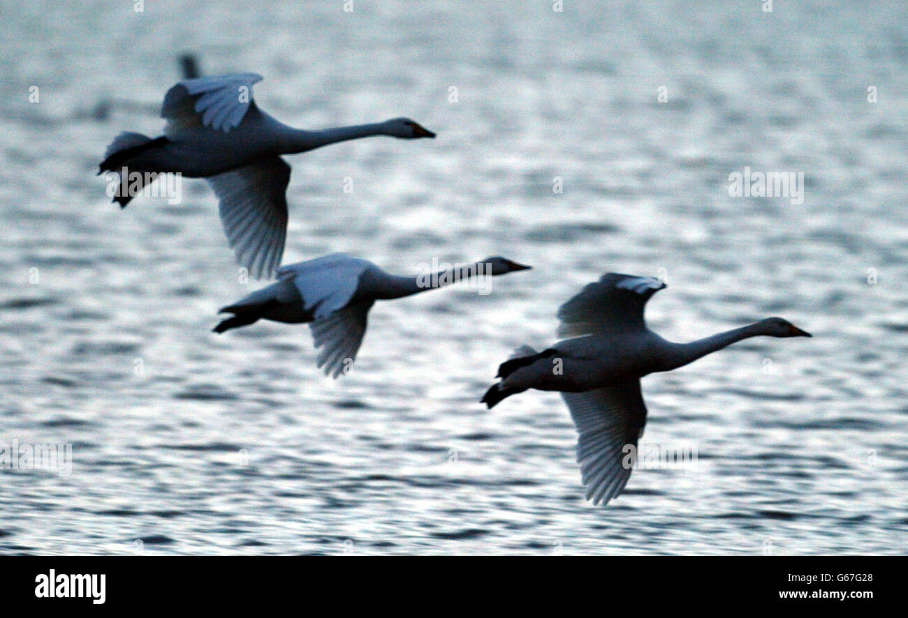 Icelandic Hooper Swans land at Welney Wildlife reserve in Norfolk ...
