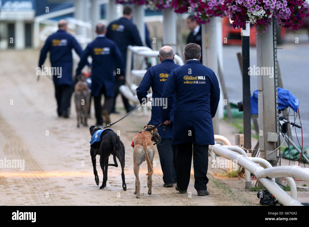 Ballymac Eske and Droopys Jet (blue 2) are paraded before the William ...