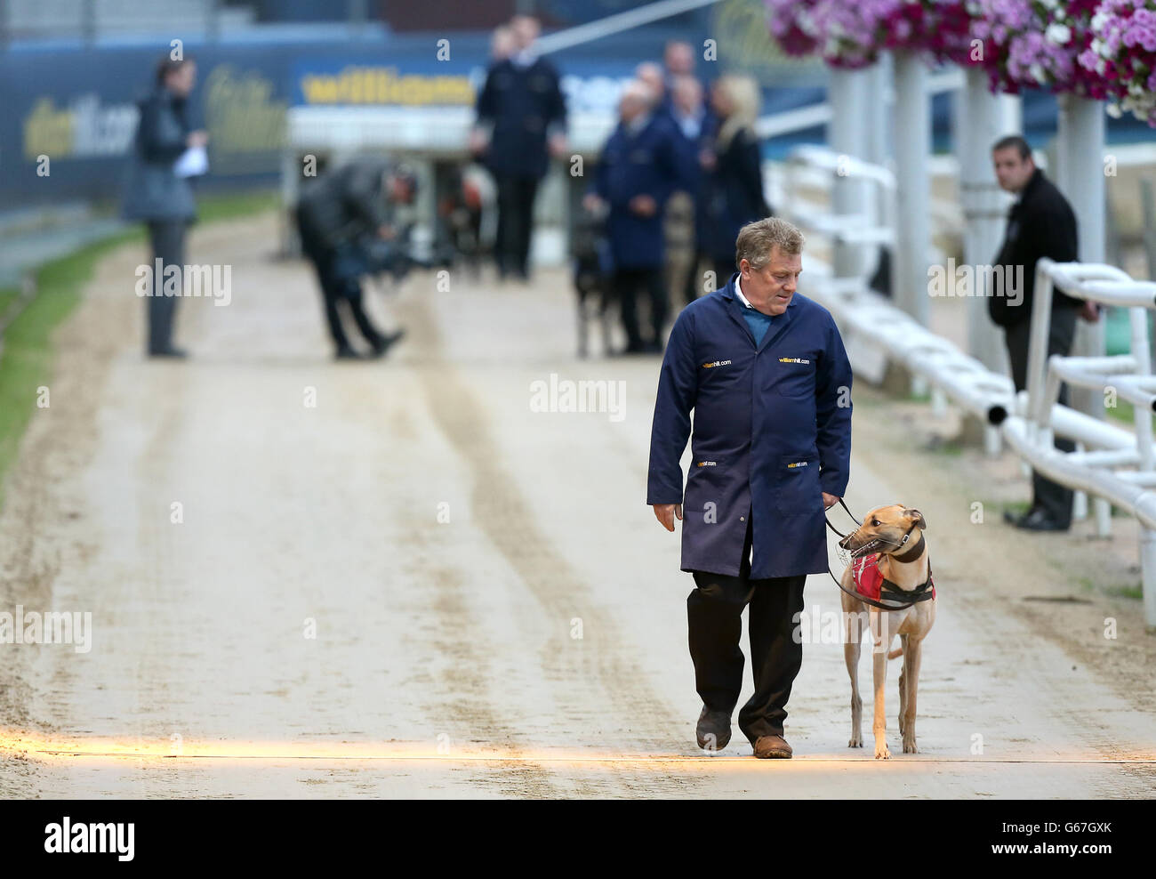 Ballymac Eske is paraded before the William Hill Greyhound Derby - 1st ...