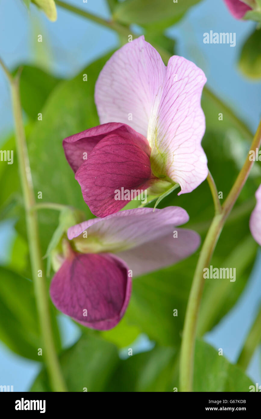 Winter pea / (Pisum sativum ssp.) / variety E.F.B. 33 Stock Photo - Alamy