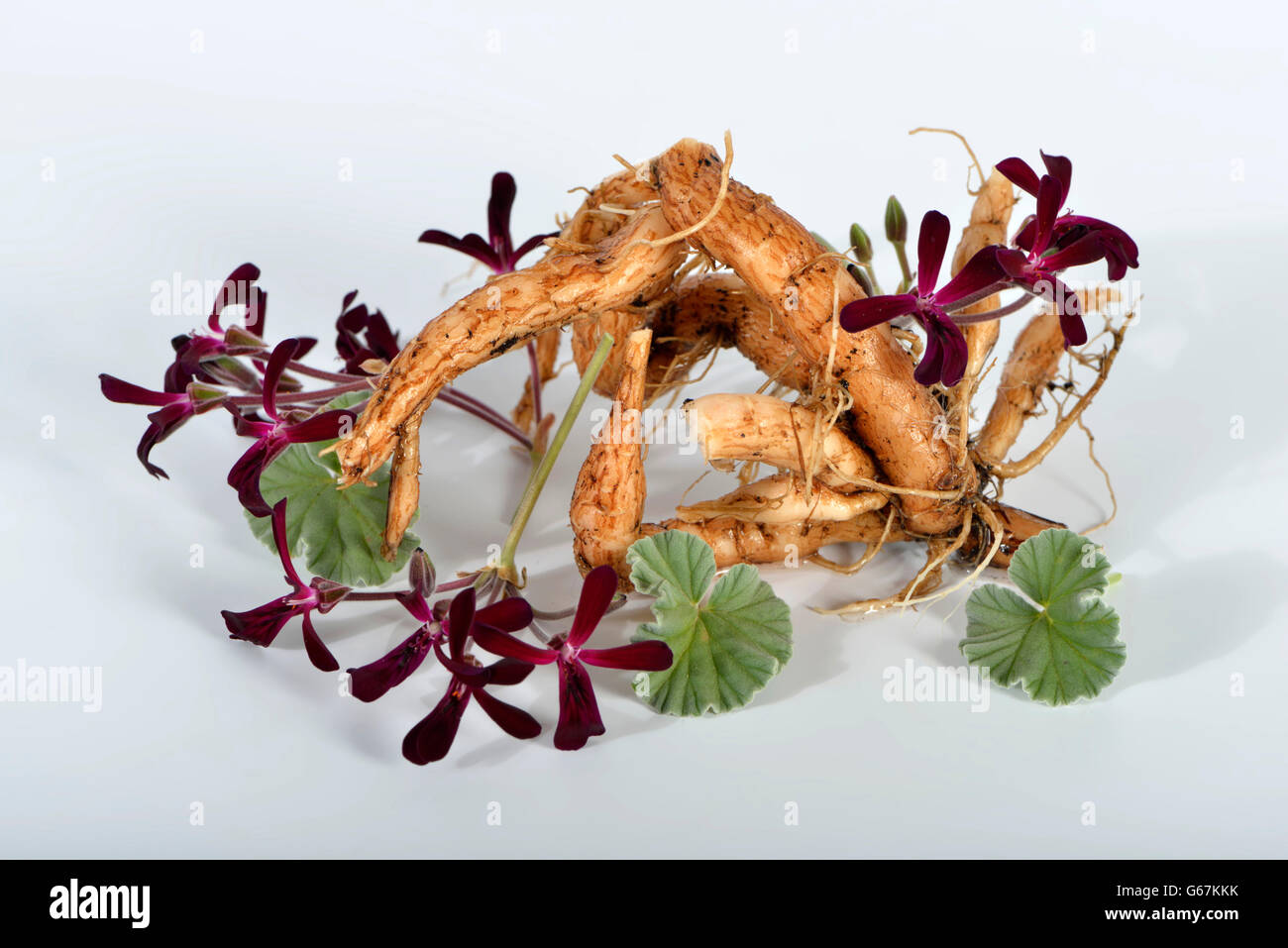 Umckaloabo, South African Geranium / (Pelargonium sidoides Stock Photo ...