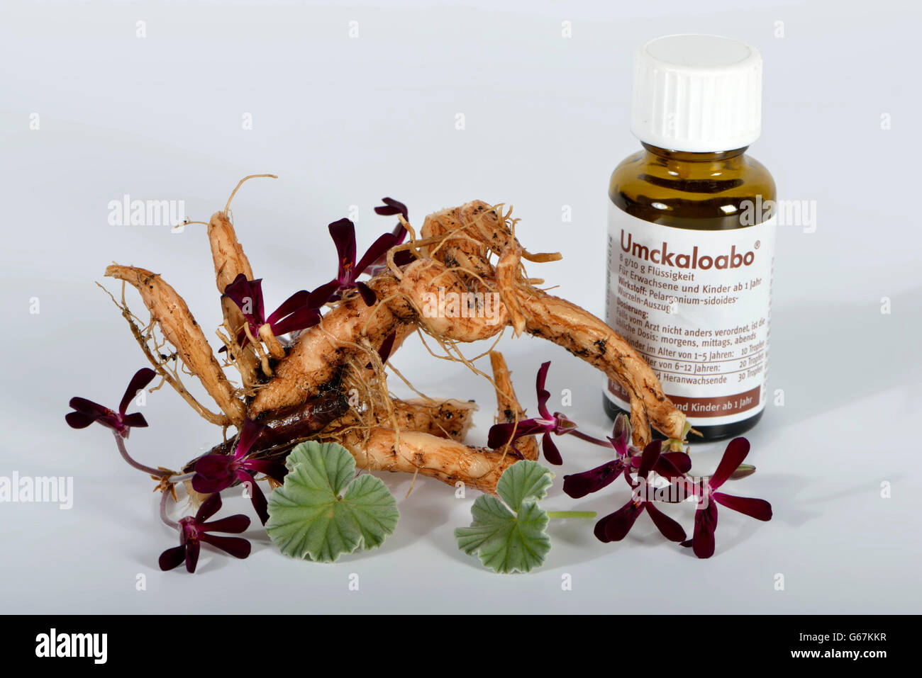 Umckaloabo, South African Geranium / (Pelargonium sidoides Stock Photo ...