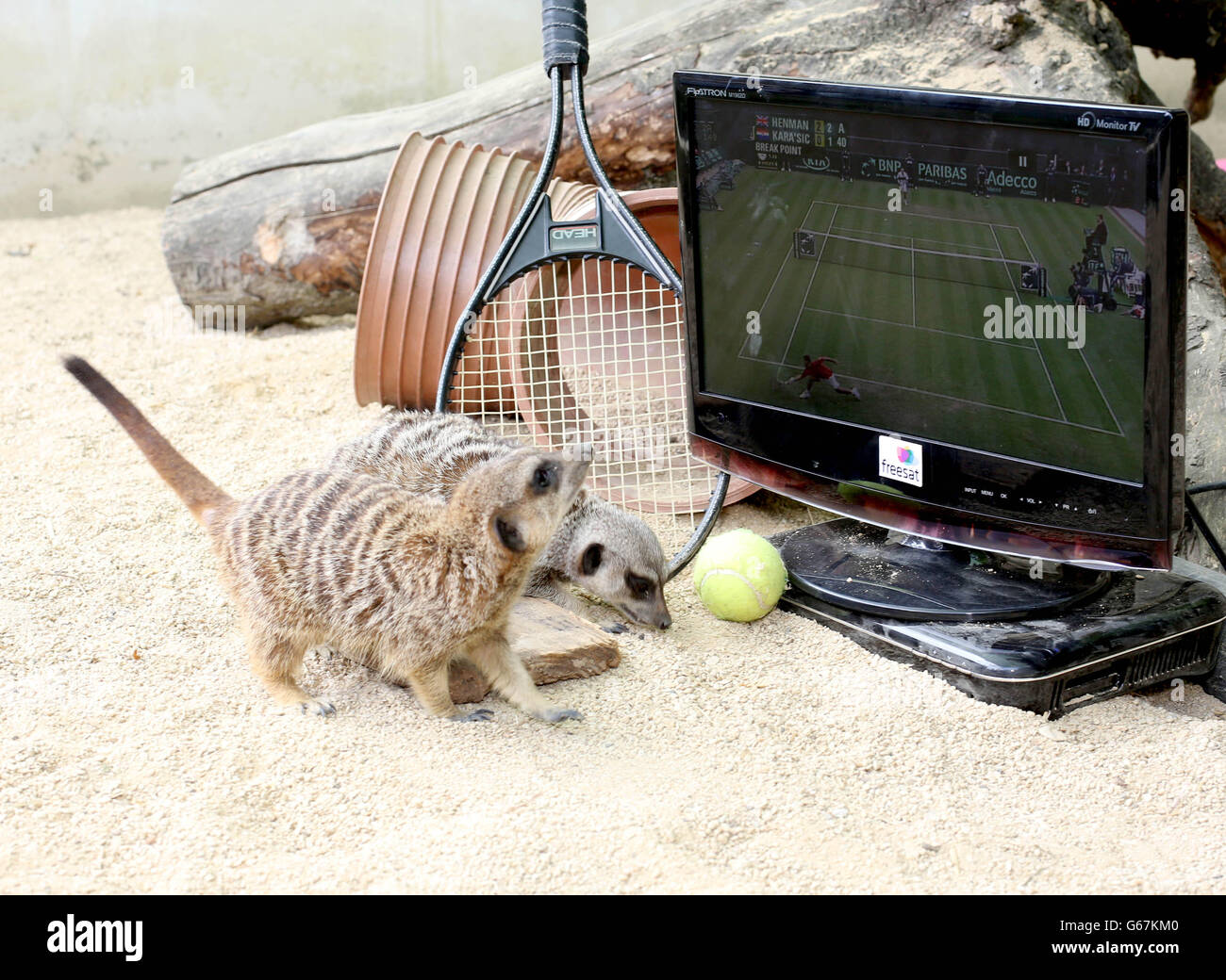 Sport tennis animals hi-res stock photography and images - Alamy