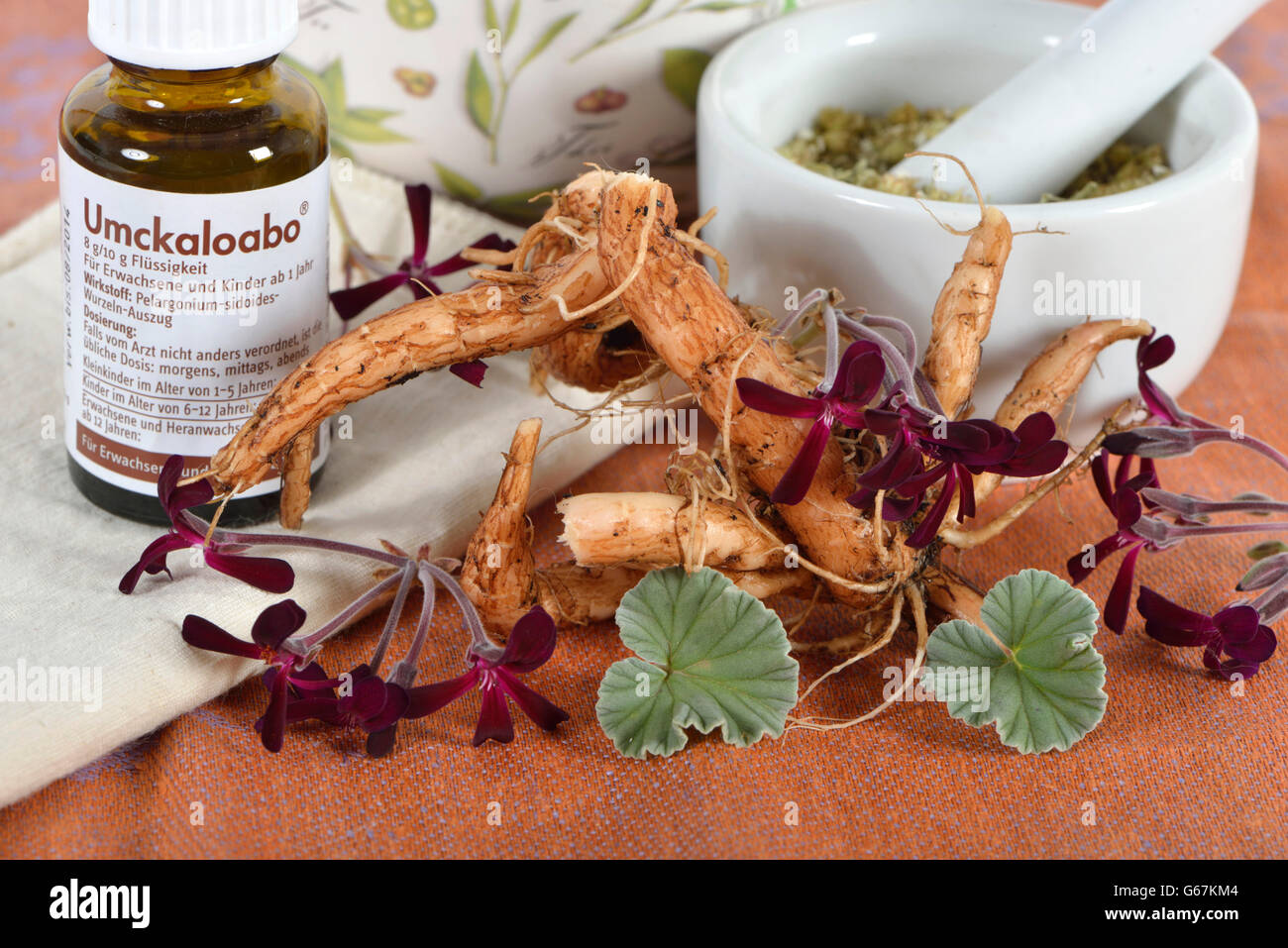 Umckaloabo, South African Geranium / (Pelargonium sidoides Stock Photo ...