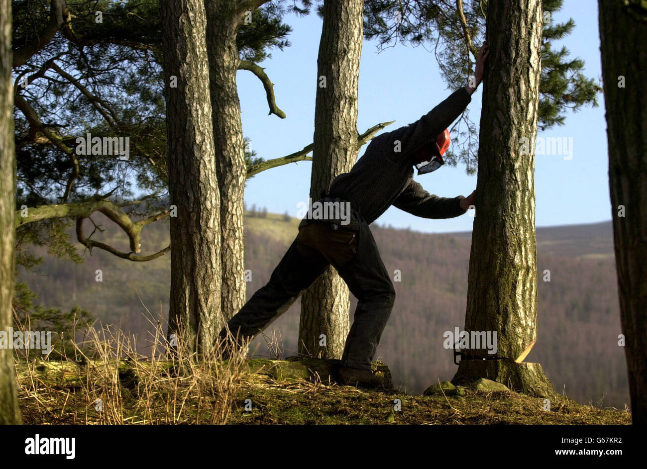 Cutting tree down starting hi-res stock photography and images - Alamy