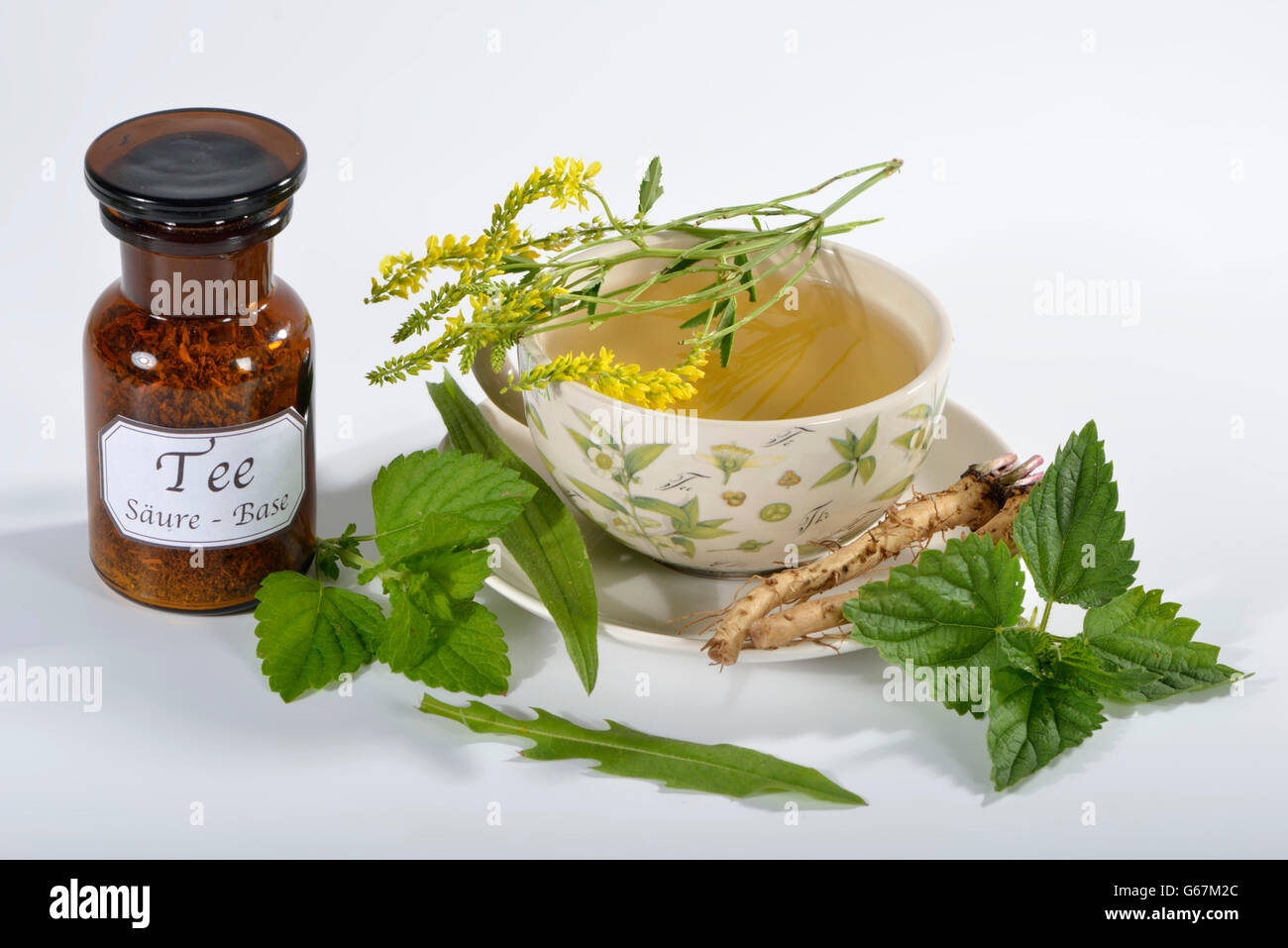 Field horsetail, common horsetail, dandelion root and herb, melilot ...