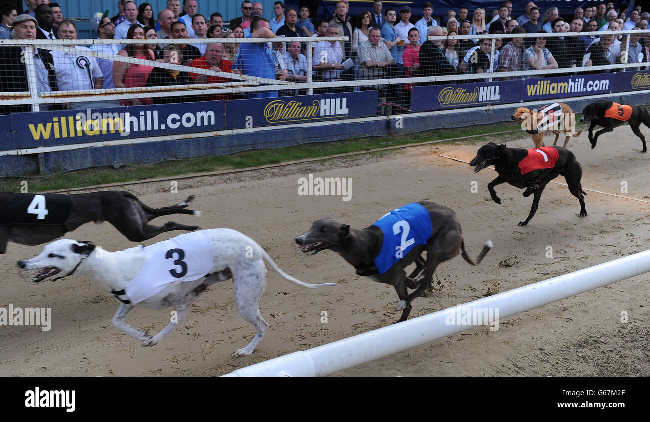 Greyhound Racing - William Hill Derby - Final - Wimbledon Stadium Stock ...