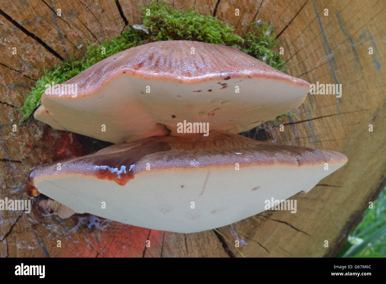 Beefsteak polypore, ox tongue / (Fistulina hepatica Stock Photo - Alamy
