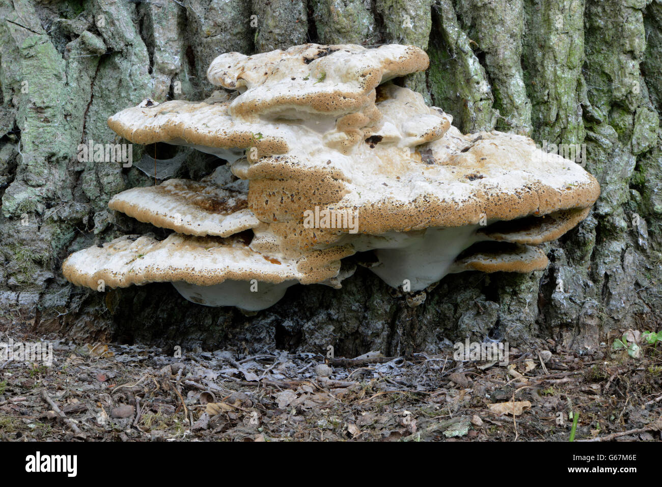 Oak bracket / (Inonotus dryadeus Stock Photo - Alamy