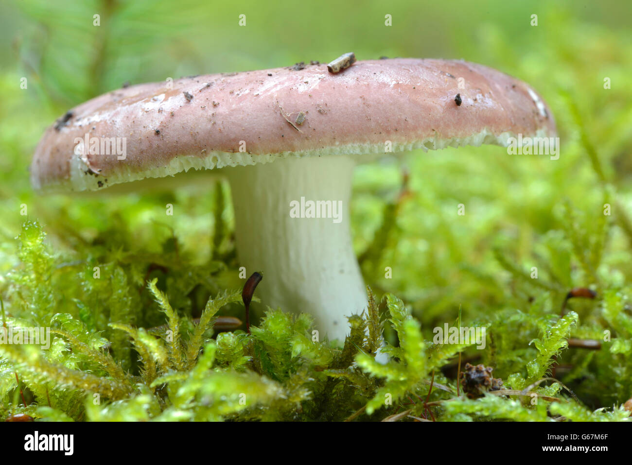 Flirt fungus / (Russula vesca Stock Photo - Alamy