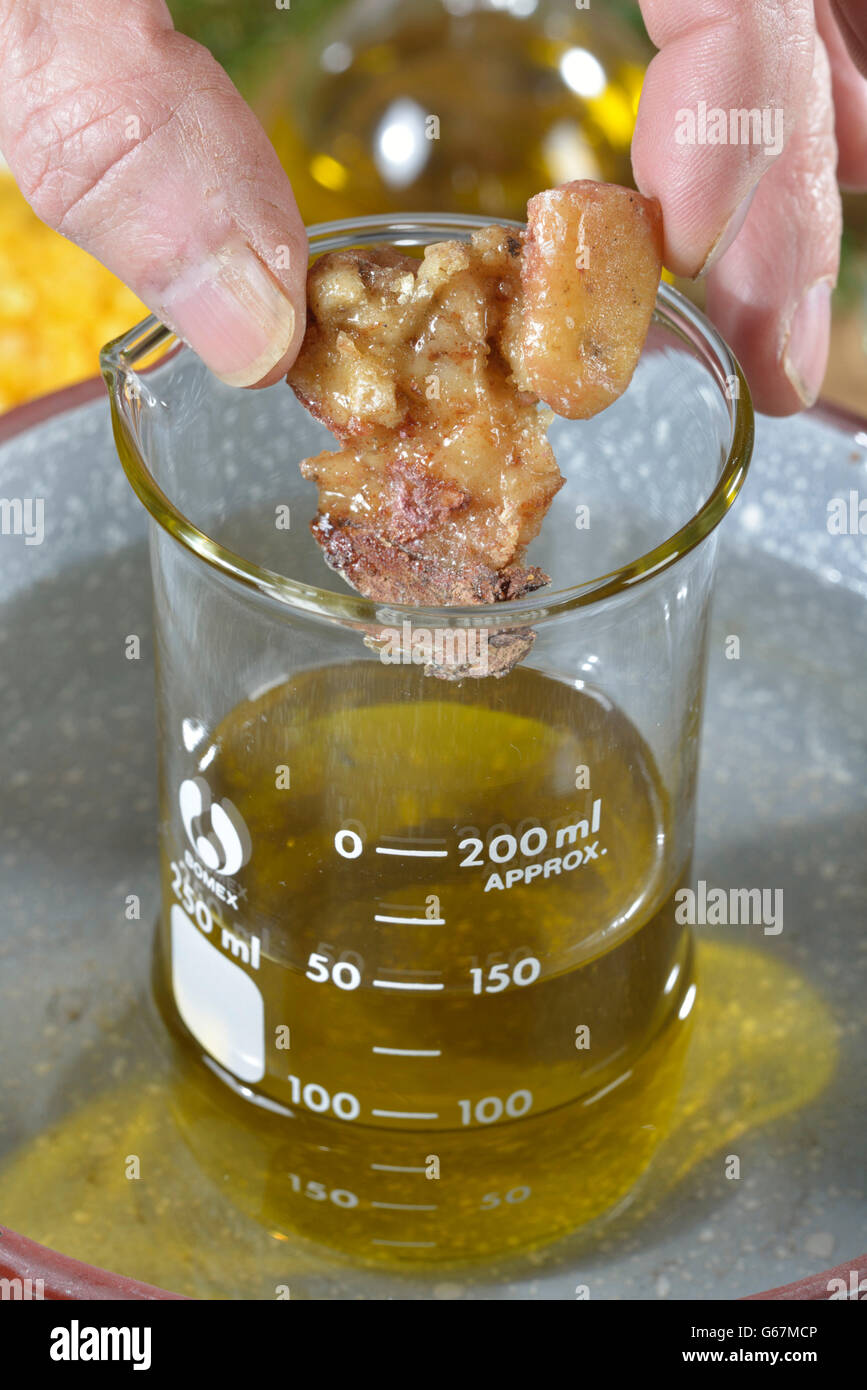 Production spruce resin ointment, double boiler / (Picea abies Stock ...