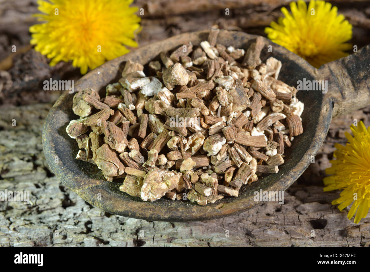Dandelion roots / (Taraxacum officinale Stock Photo - Alamy