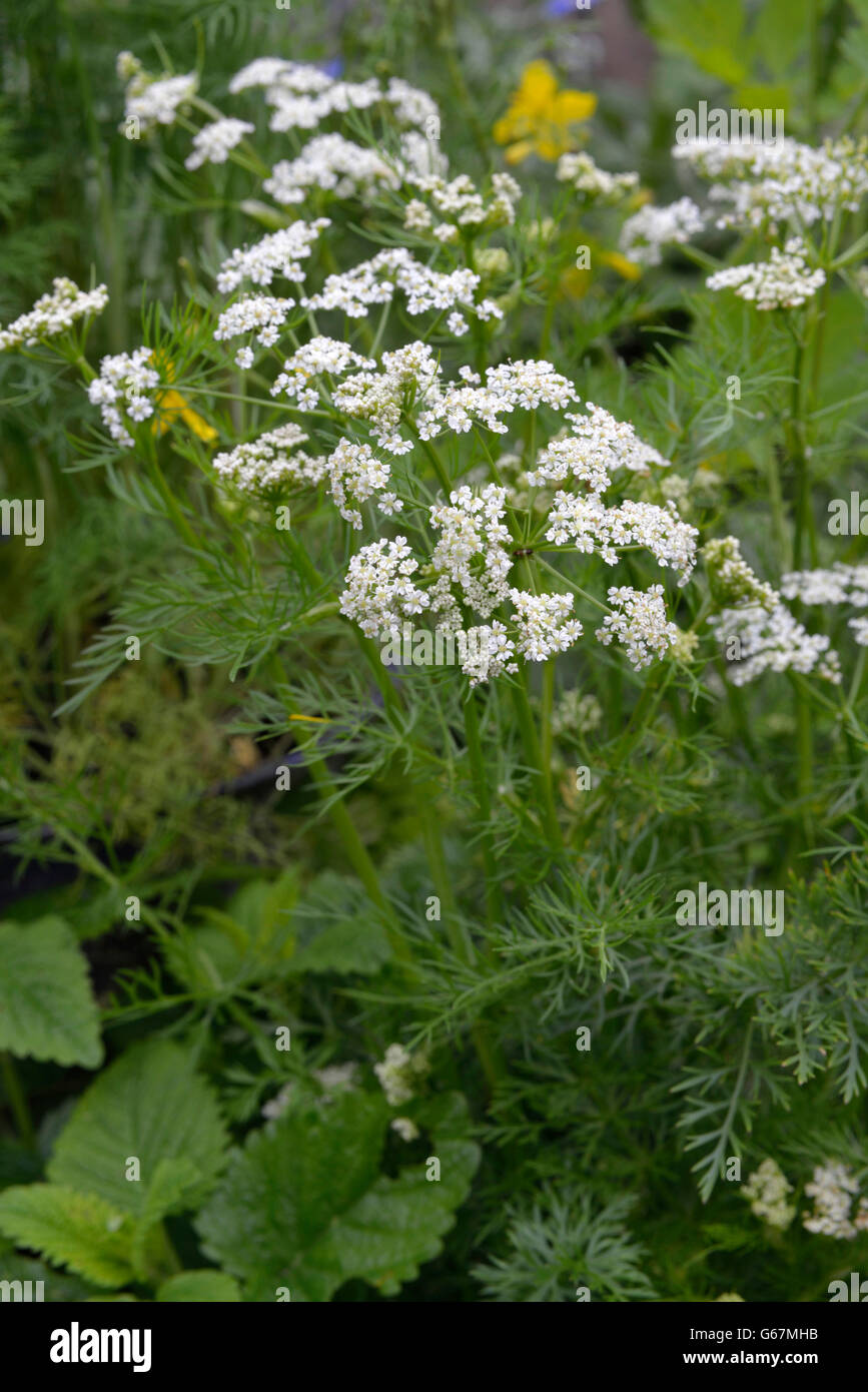 Meridian fennel hi-res stock photography and images - Alamy