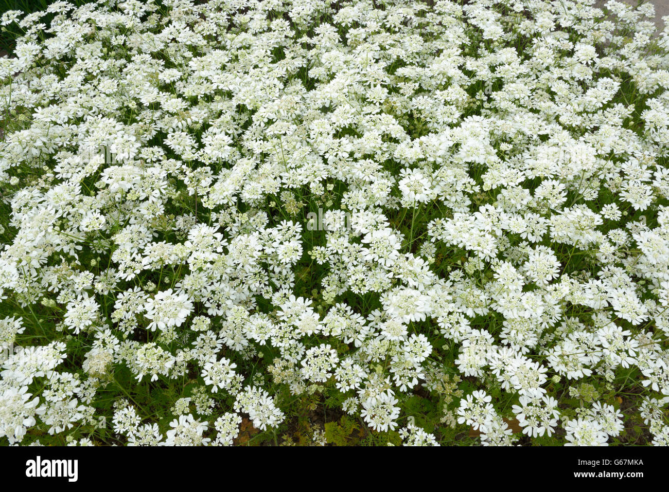 White lace flower / (Orlaya grandiflora Stock Photo - Alamy