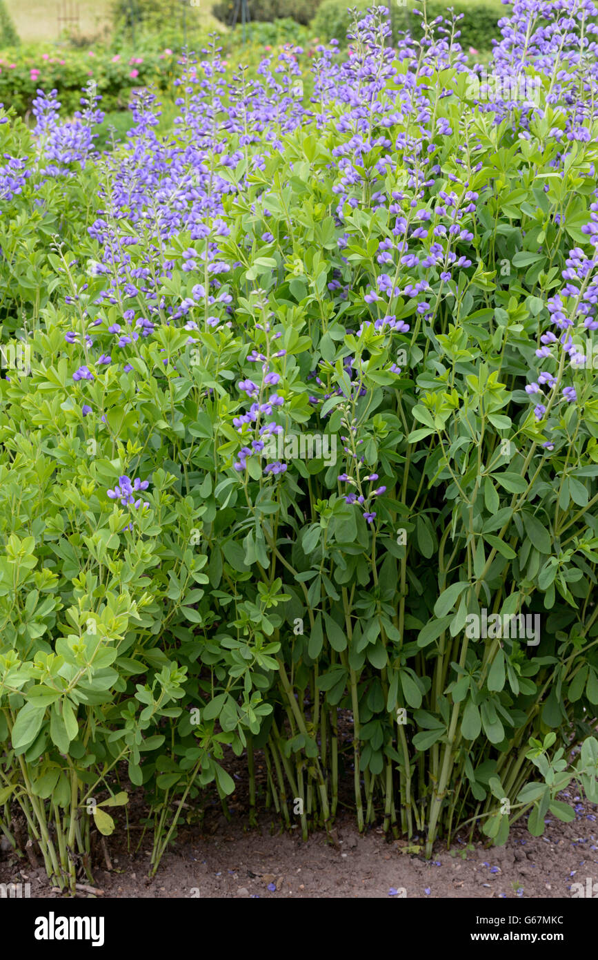 Blue wild indigo, blue false indigo / (Baptisia australis Stock Photo ...