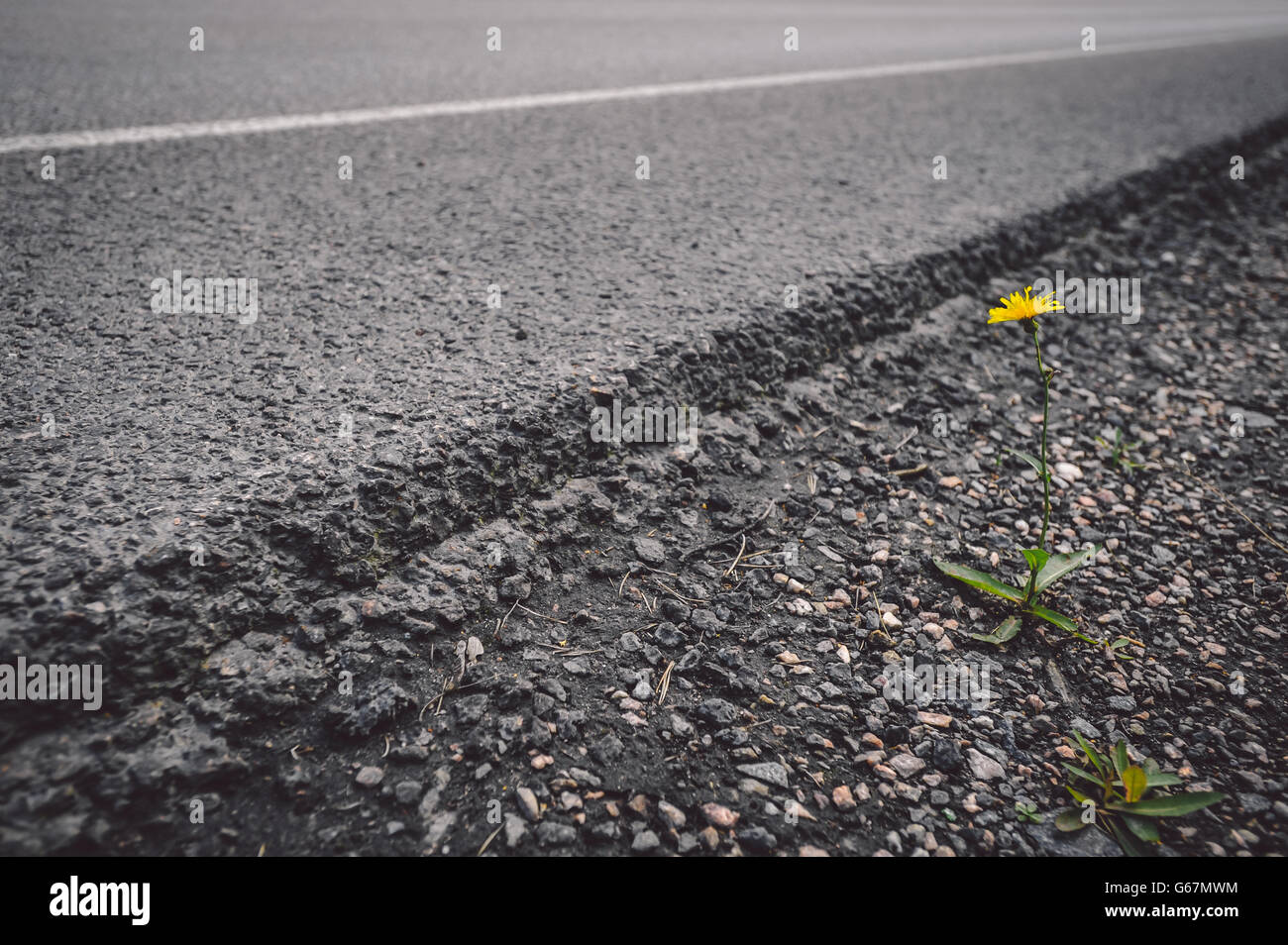 Flower growing next to roadway Stock Photo - Alamy