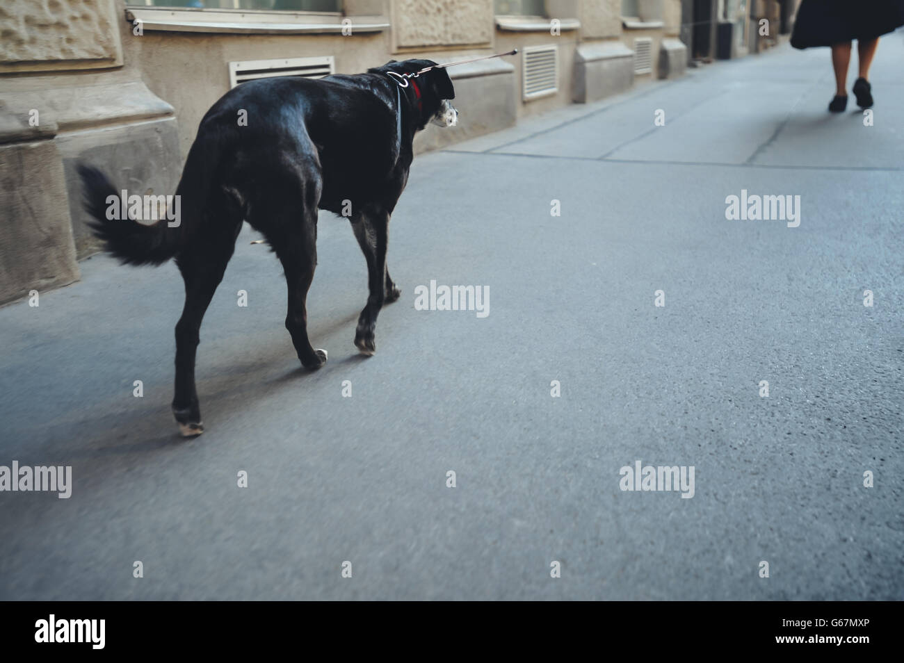 A dog following his master Stock Photo - Alamy