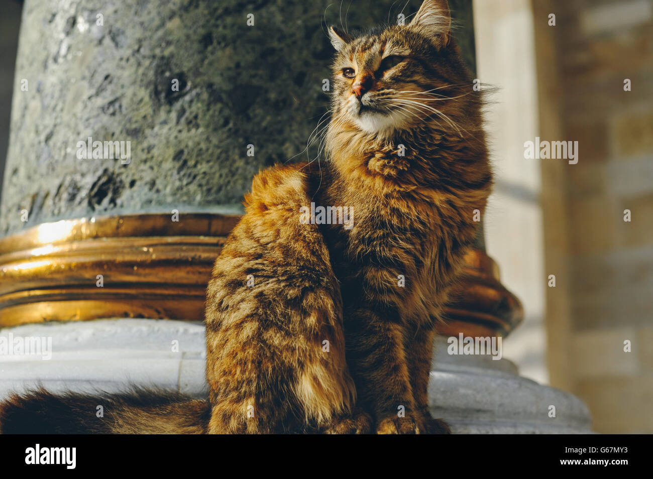 A furry cat staring at something Stock Photo - Alamy
