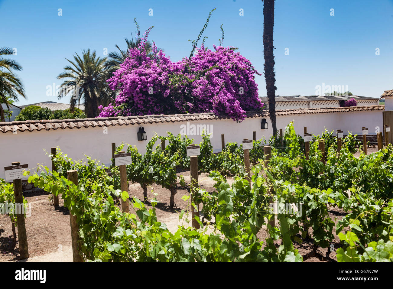 Vineyard winery santiago chile hi-res stock photography and images - Alamy