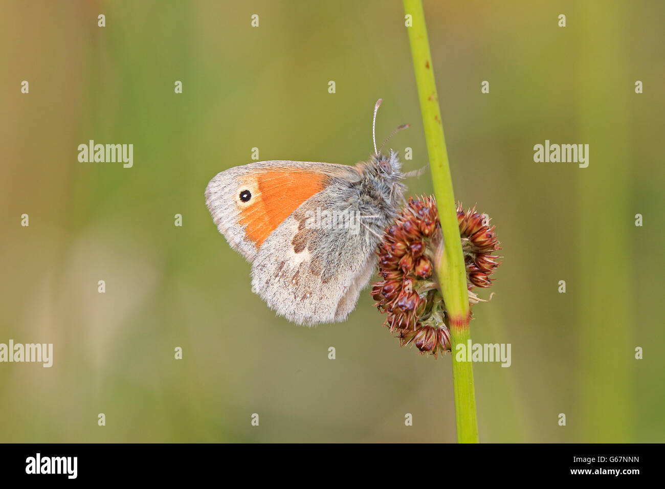 Small heath butterfly hi-res stock photography and images - Alamy