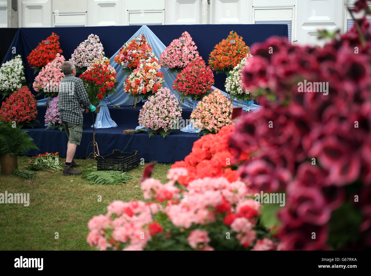 On display at the rhs hampton court palace flower show hi-res stock ...