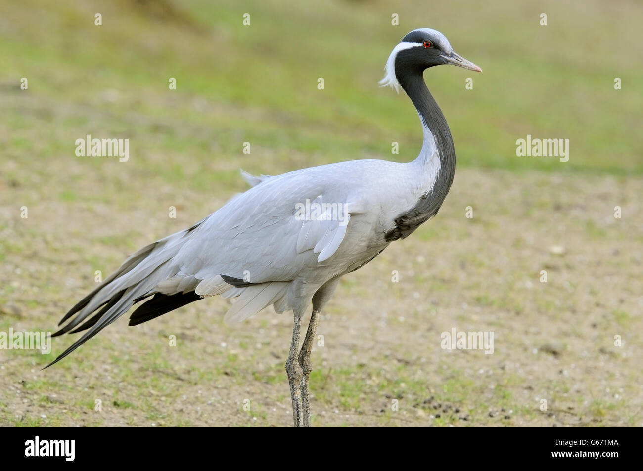 Horizontal portrait of adult of demoiselle crane, Anthropoides virgo ...