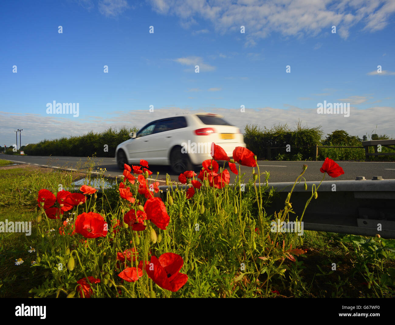 Car poppy hi-res stock photography and images - Alamy
