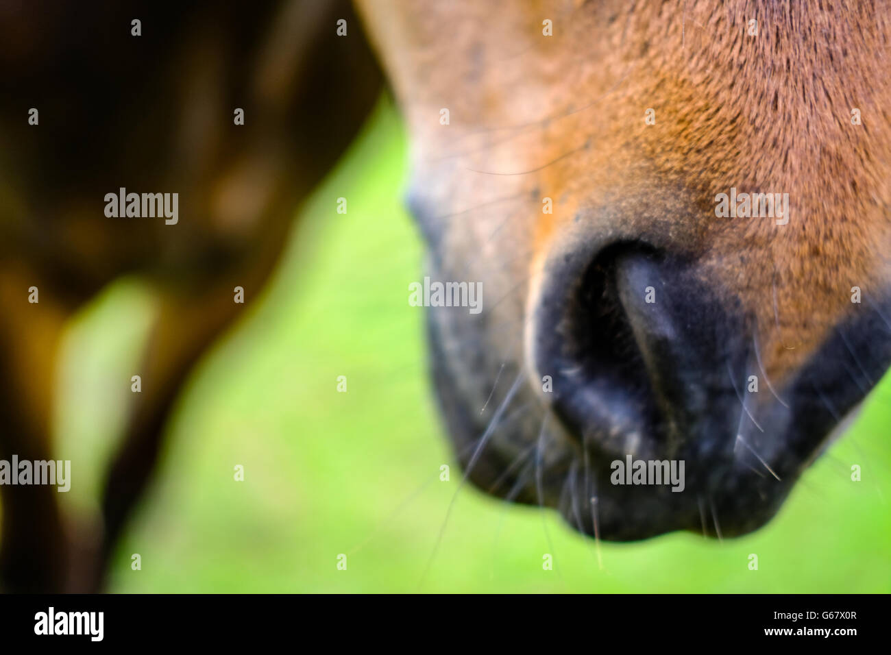 Closeup adorable horses in hi-res stock photography and images - Alamy