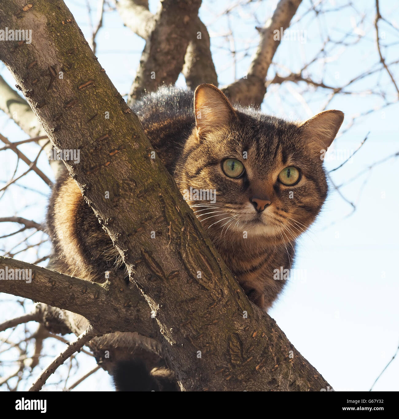 Cat on a tree Stock Photo - Alamy