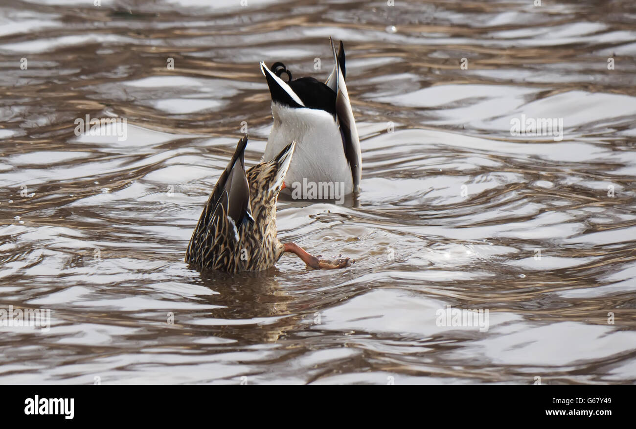 ducks upside down in a lake Stock Photo - Alamy