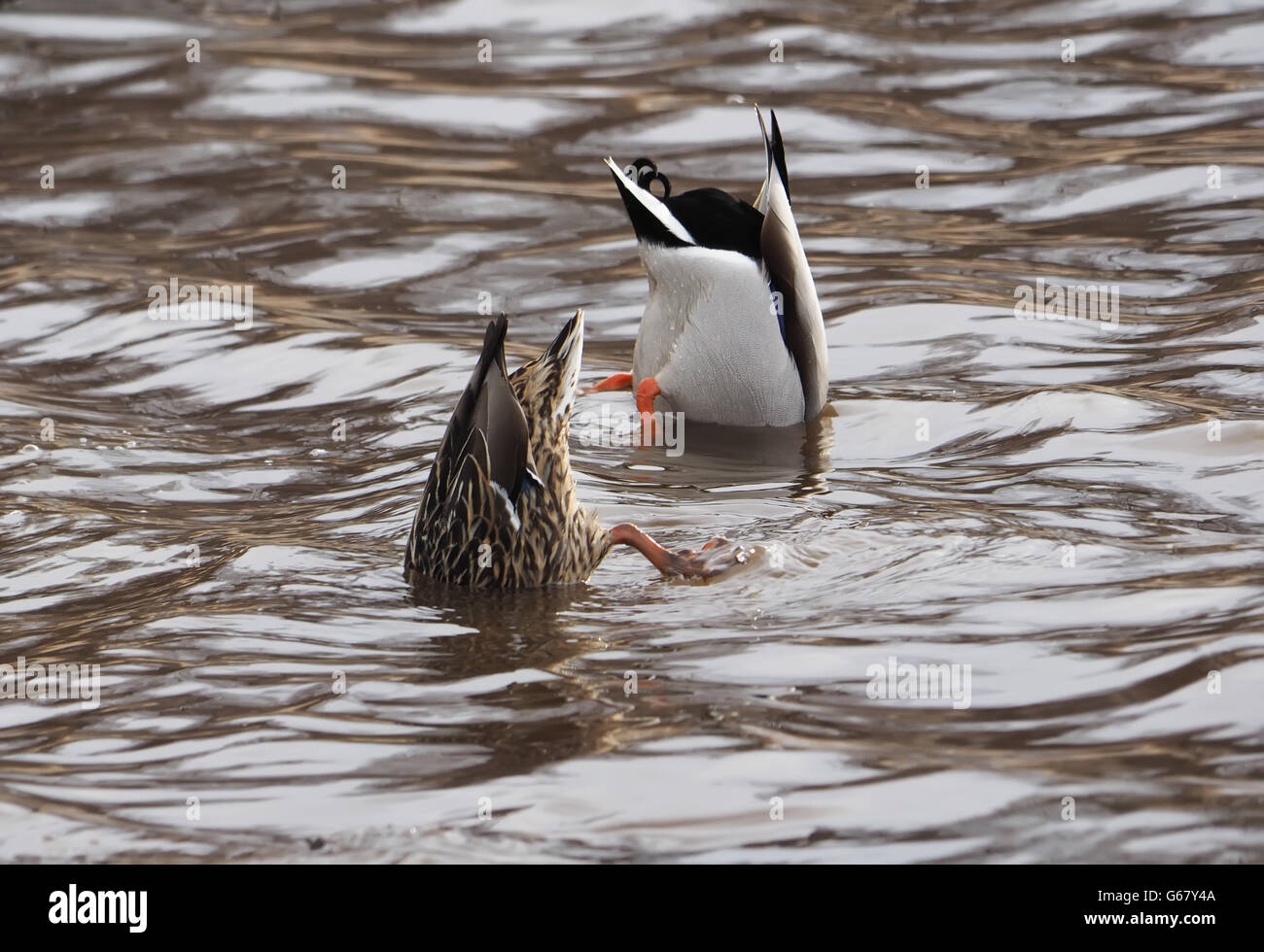 ducks upside down in a lake Stock Photo - Alamy