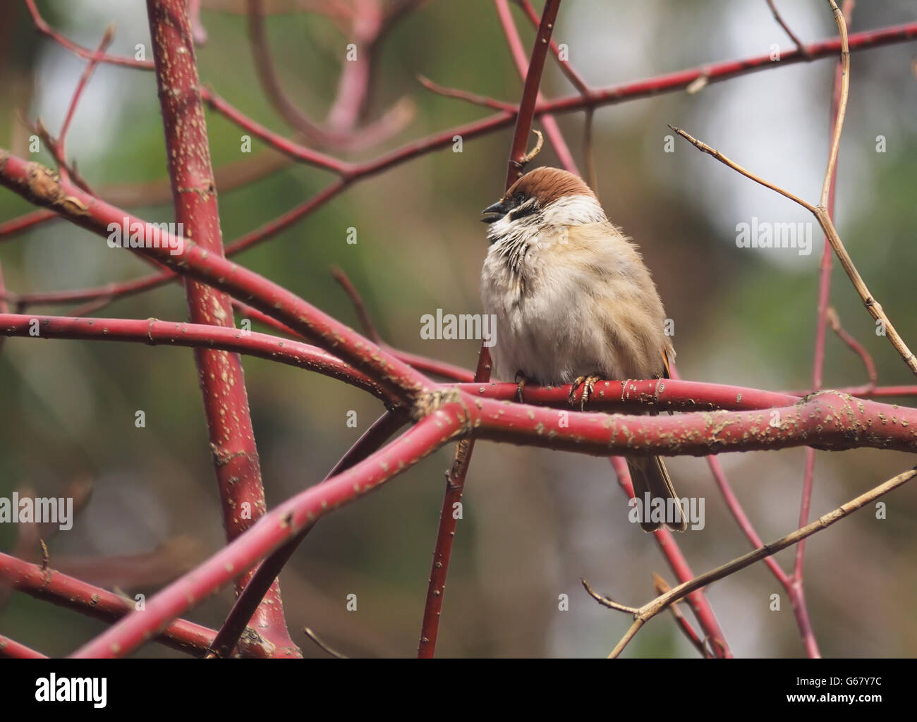 Sparrow on a branch in the forest Stock Photo - Alamy