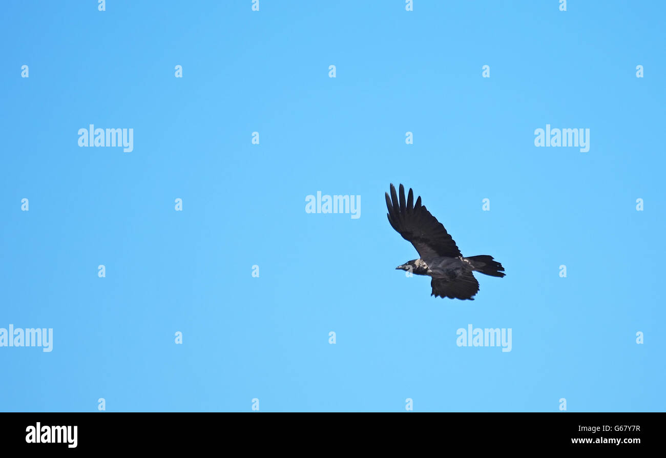 crow in flight Stock Photo - Alamy