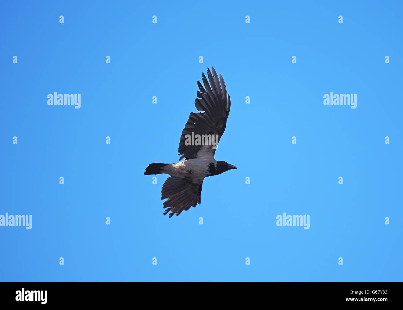 crow in flight Stock Photo - Alamy