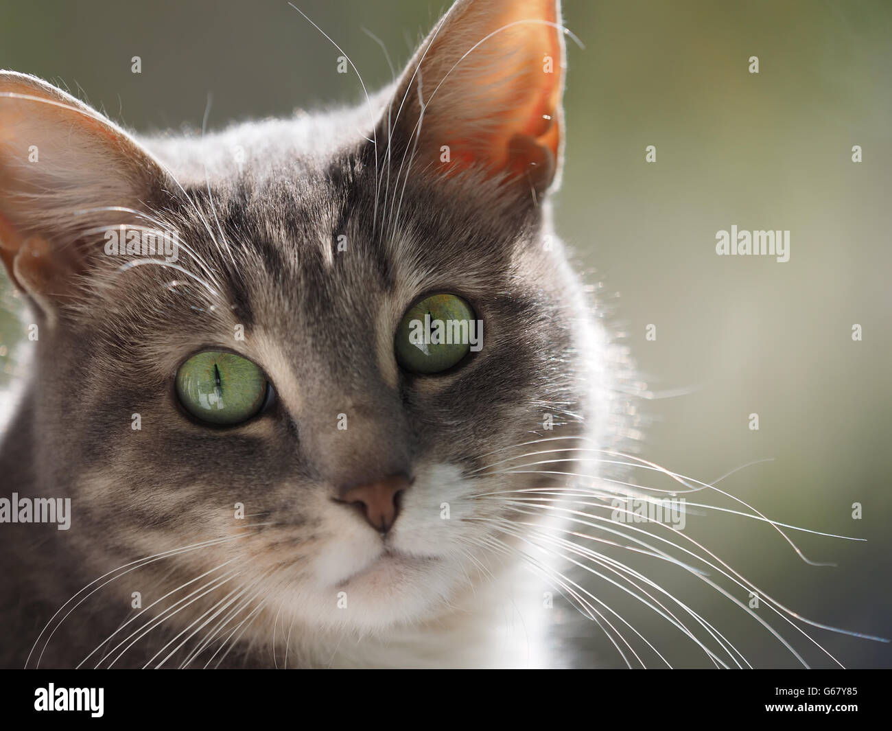Portrait of a gray cat Stock Photo - Alamy