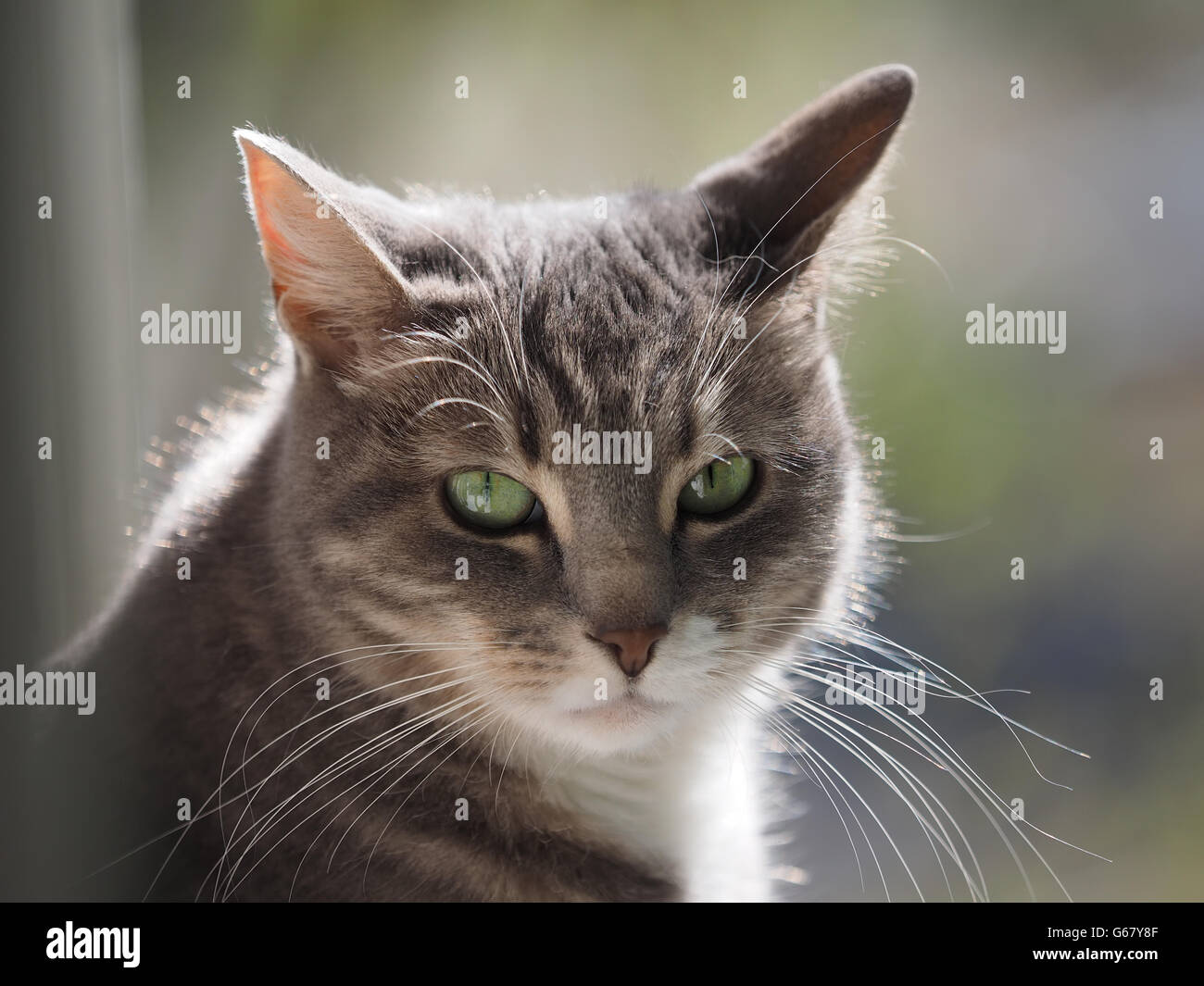 Portrait of a gray cat Stock Photo - Alamy