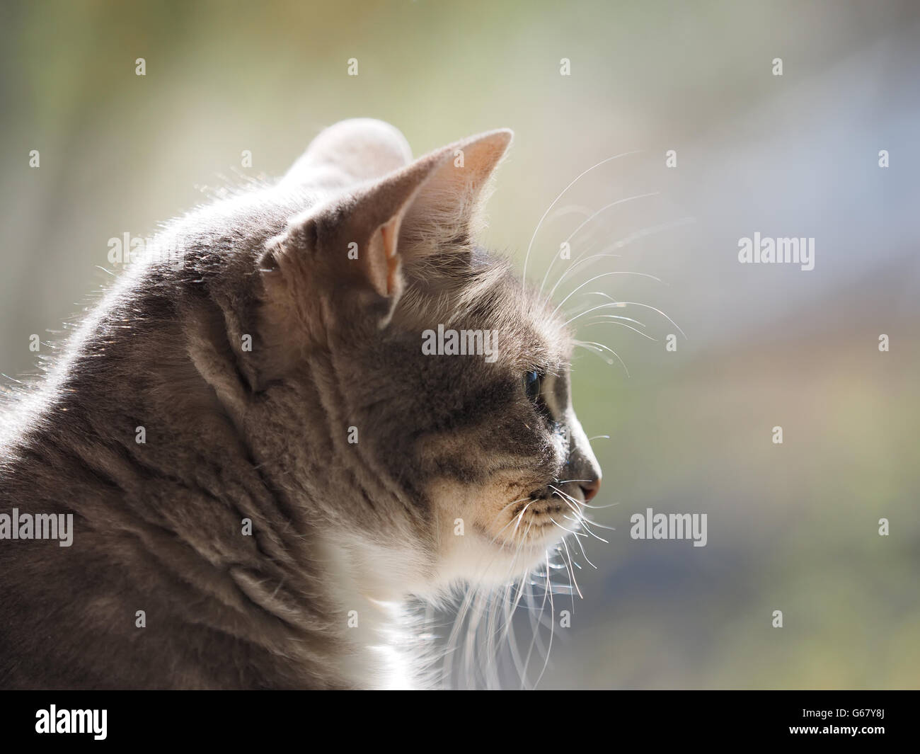 Portrait of a gray cat Stock Photo - Alamy