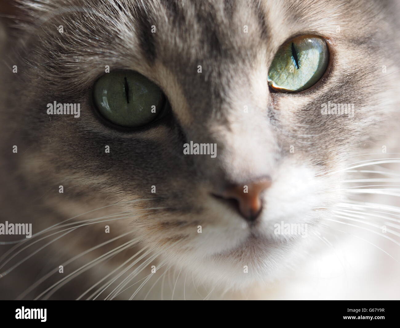 Portrait of a gray cat Stock Photo - Alamy