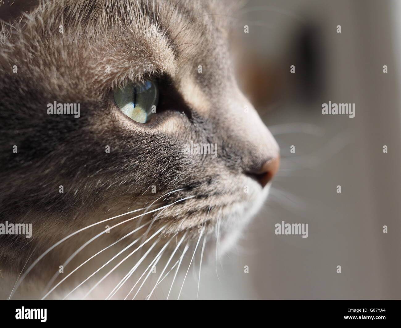 Portrait of a gray cat Stock Photo - Alamy