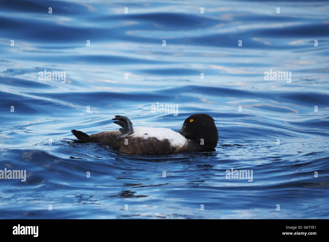 Tufted duck with copy space hi-res stock photography and images - Alamy