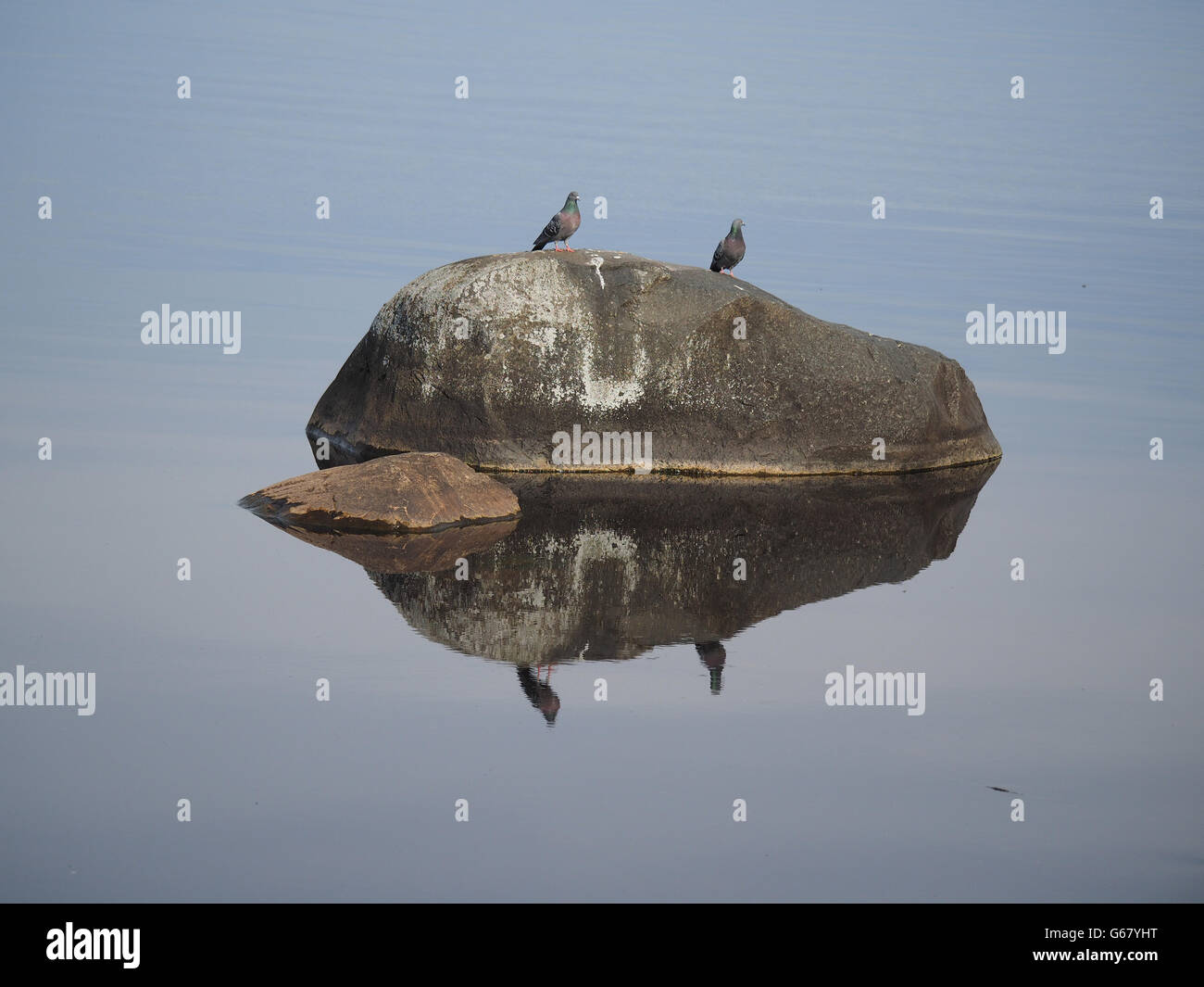 Pigeon on a stone Stock Photo - Alamy