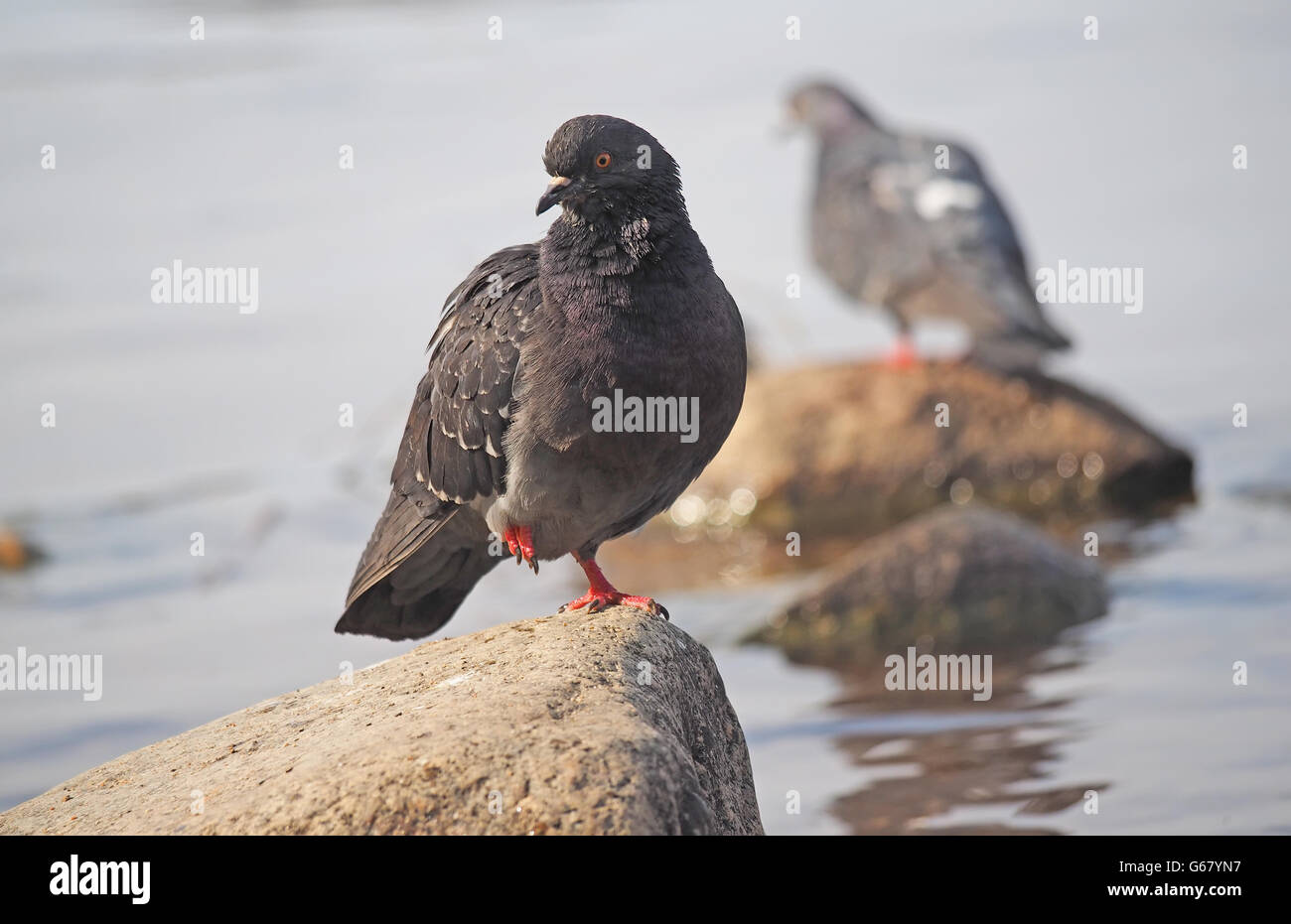 Pigeon on a stone Stock Photo - Alamy