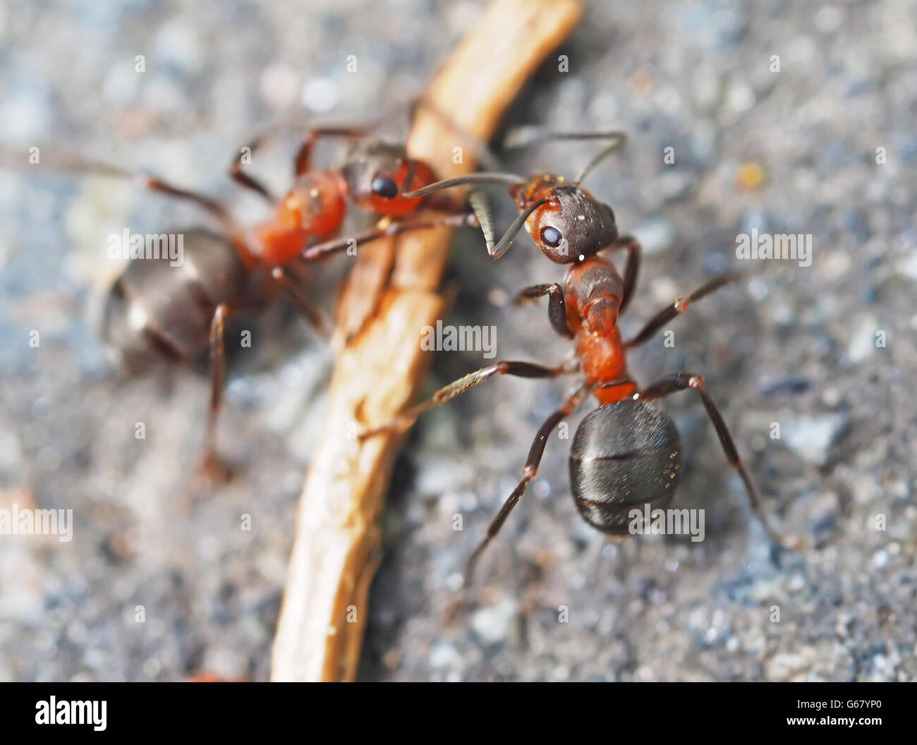 ants on the pavement Stock Photo - Alamy