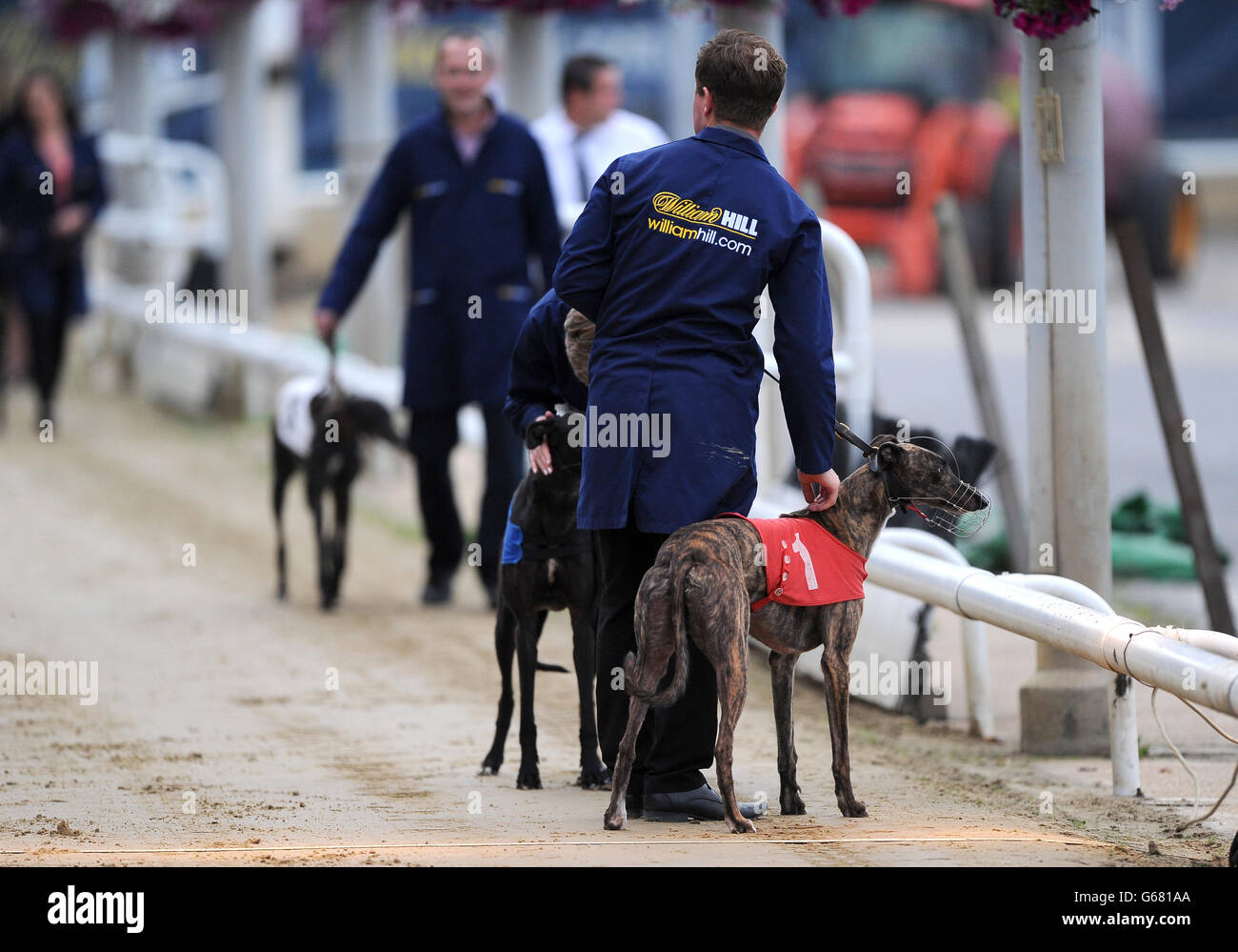 Greyhound Racing - William Hill Derby - Final - Wimbledon Stadium Stock ...